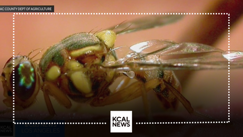 USDA declares California free of invasive fruit flies after after ...