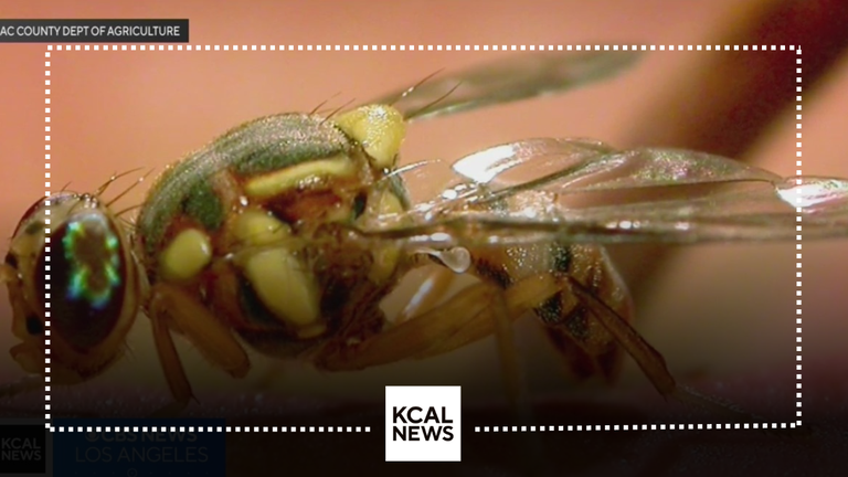 USDA declares California free of invasive fruit flies after after ...