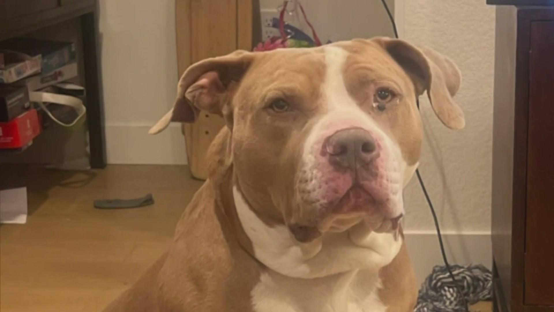 Family thinks dog behind vicious attack in Boulder was sick: "He would ...