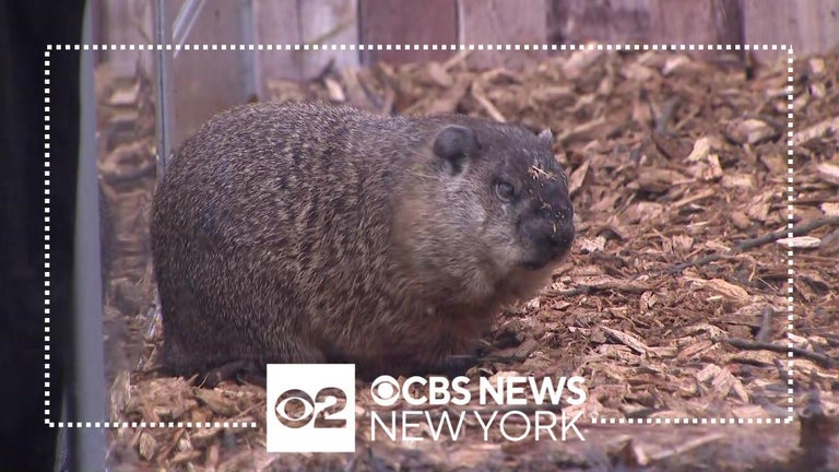 Groundhog Day 2024 marks 10 years since Bill de Blasio dropped Staten ...