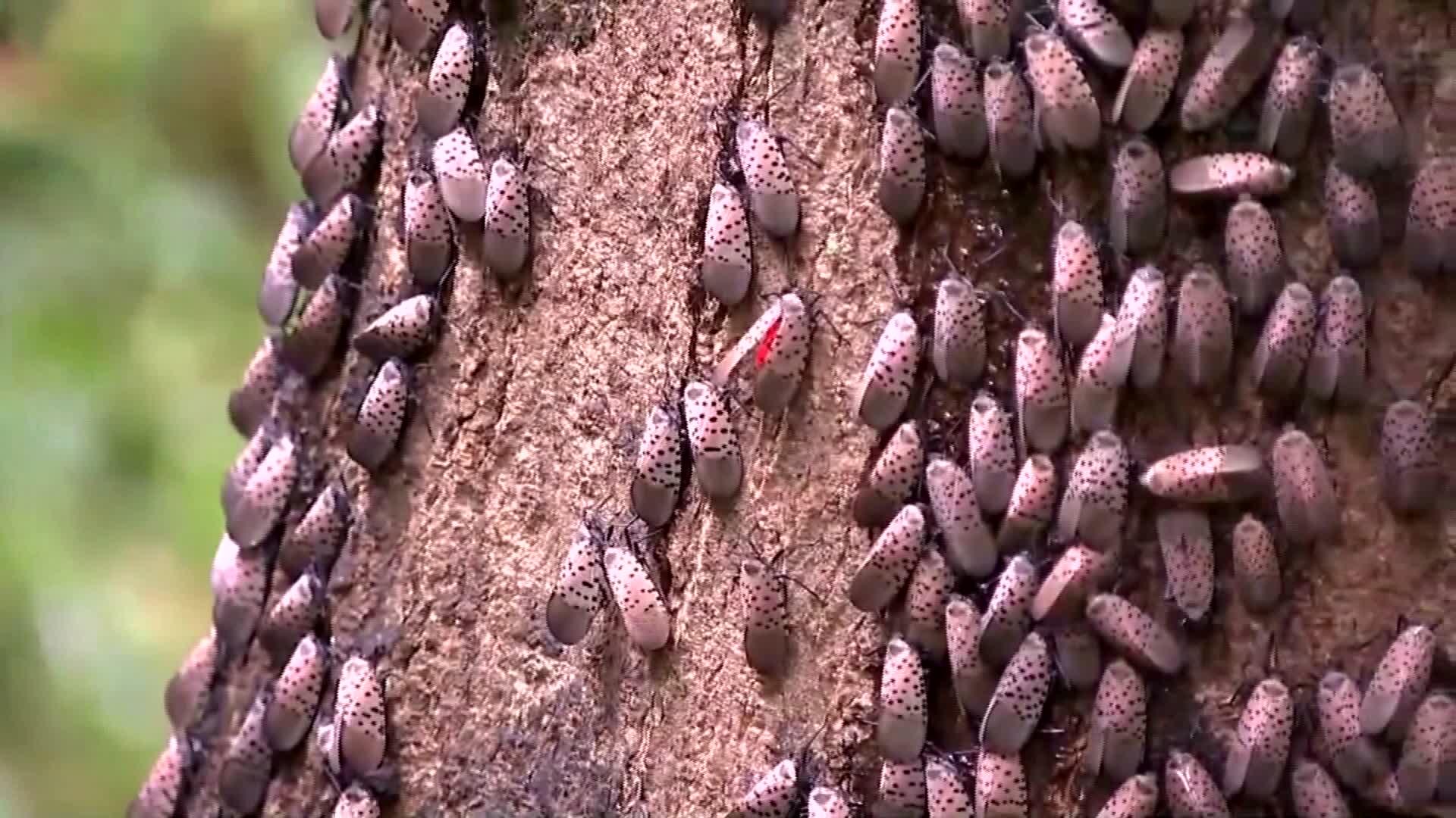 You can start now to stop the spread of spotted lanternflies, experts ...