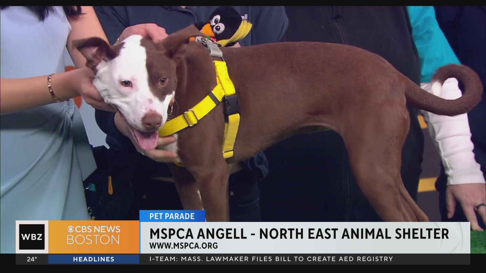 Pet Parade: MSPCA Angell - Northeast Animal Shelter in Salem - CBS Boston
