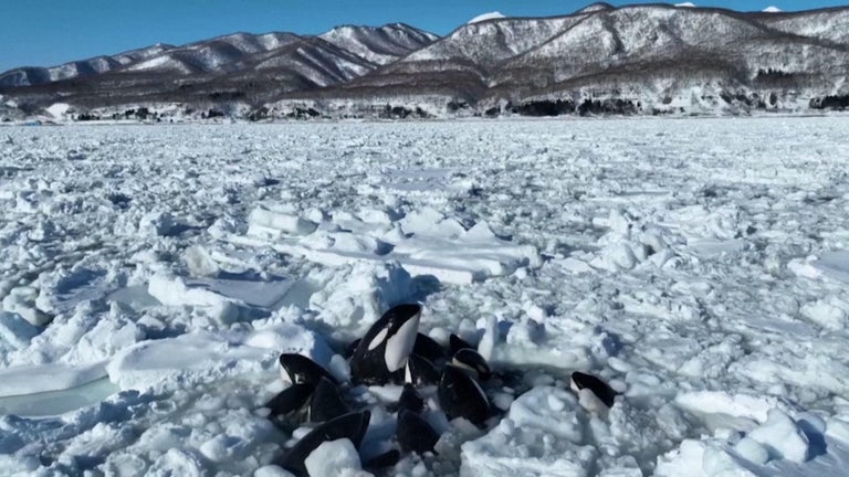 Pod of orcas seen trapped by thick sea ice off northern Japan believed ...