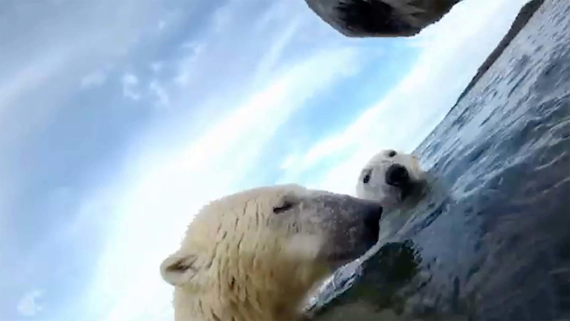 A polar bear was spotted on the shores of Iceland for the first time in ...