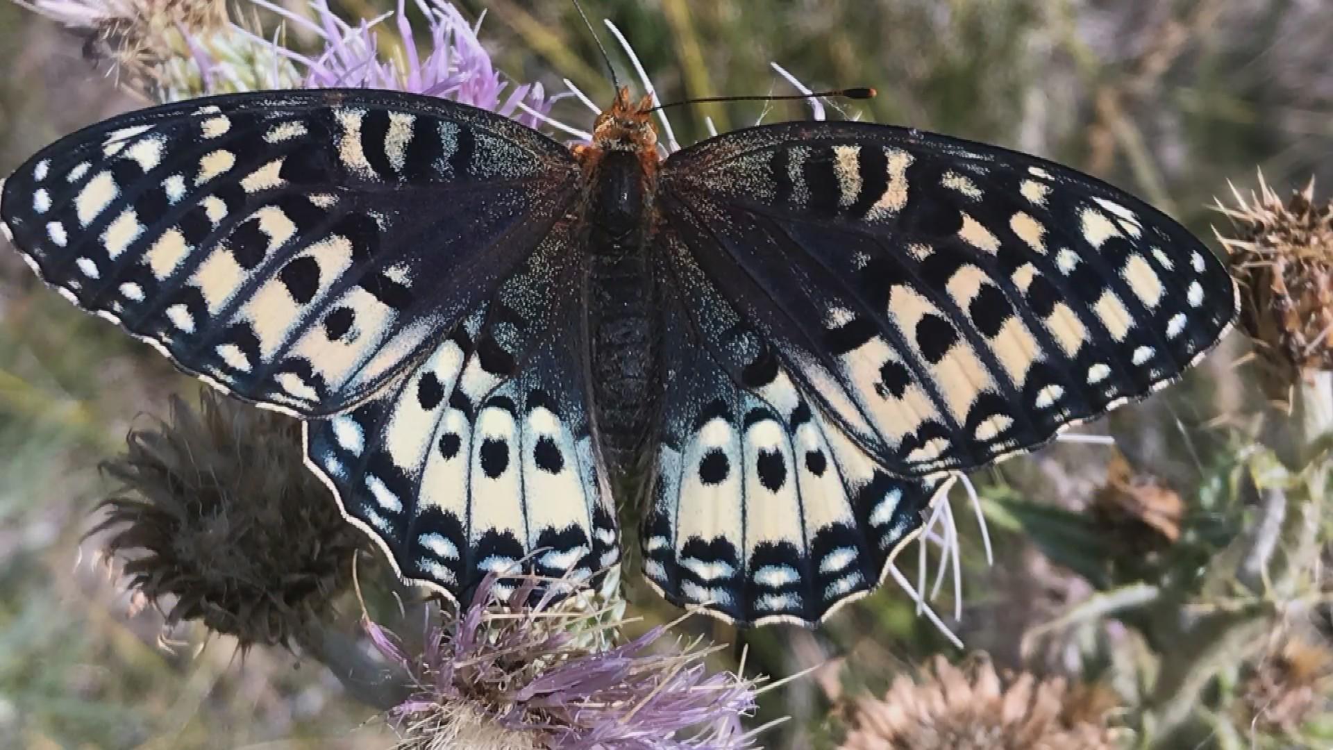 Silverspot butterfly is now protected under the Endangered Species Act ...