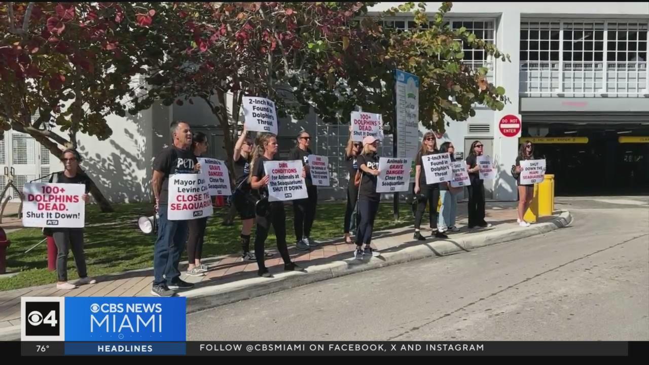 PETA demands Miami-Dade close doors on Miami Seaquarium - CBS Miami