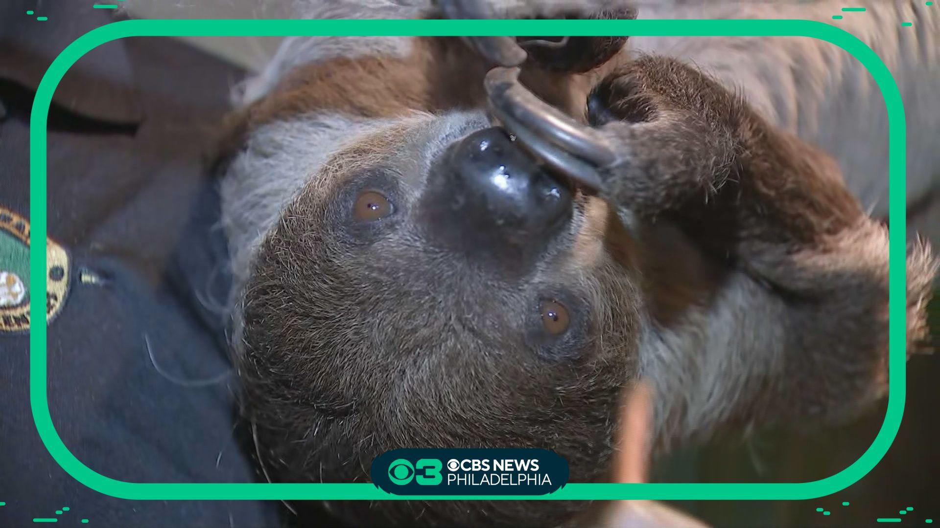 New exhibit at Academy of Natural Sciences focuses on rainforest ...