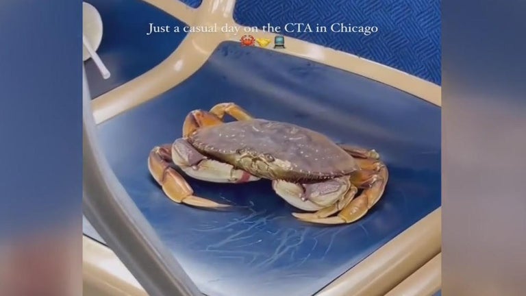 Video shows crab on seat on CTA Red Line train - CBS Chicago