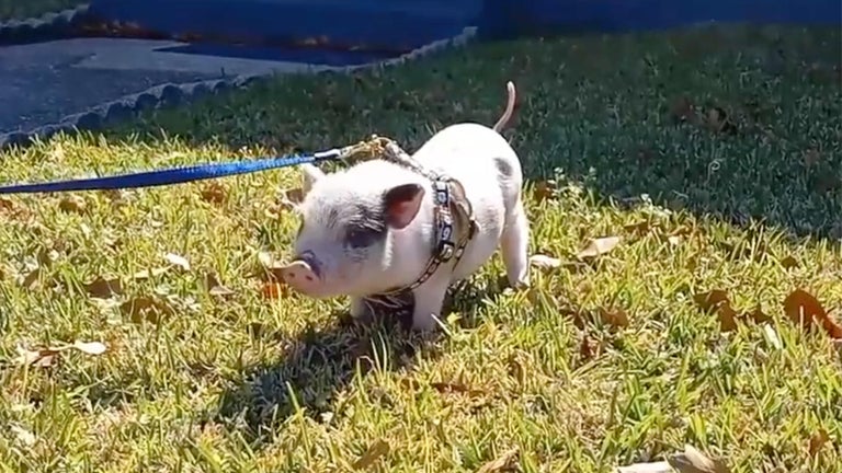 Piglets stolen after being left to starve to death in controversial ...