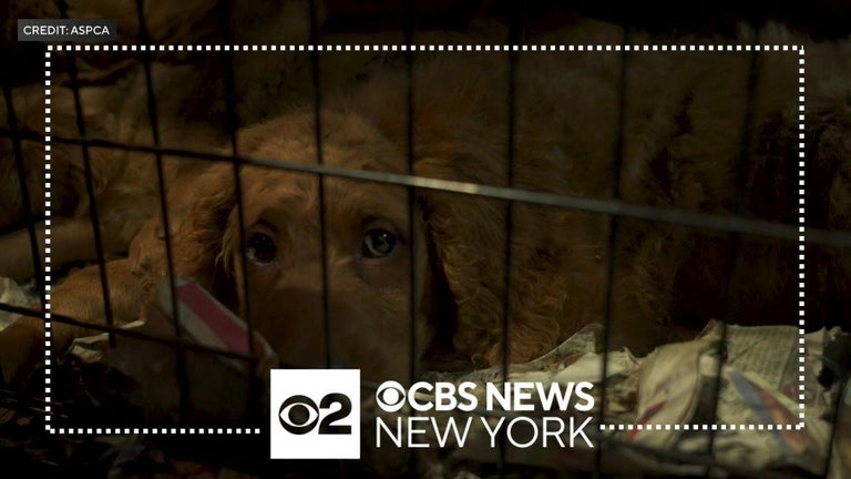 Nearly 100 dogs rescued from poor living conditions in New Jersey - CBS ...