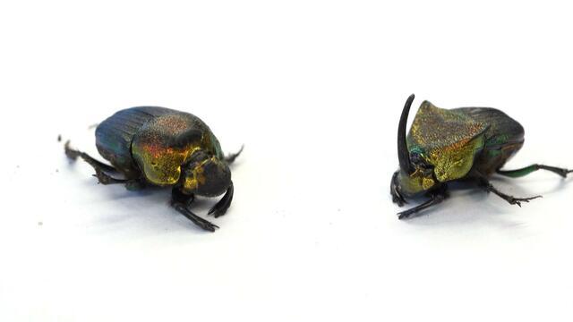 Climate change may cause crisis amid important insect populations ...