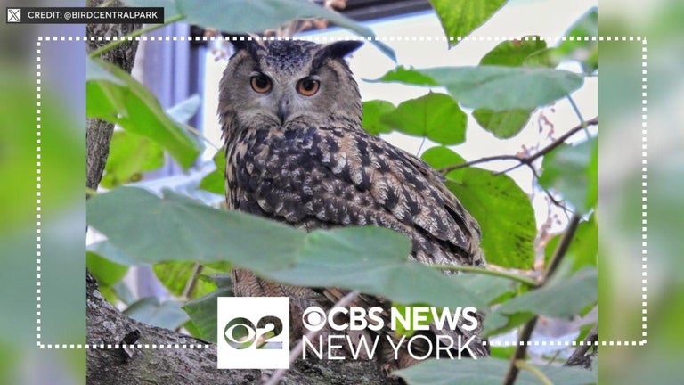 Flaco, the Eurasian eagle-owl who escaped Central Park Zoo, dies after ...