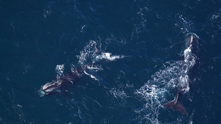 Endangered North Atlantic right whale found dead off Virginia was ...