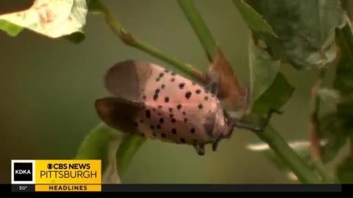 "Megalodon" goldfish caught in Pennsylvania shows how pets released ...