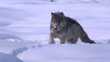 Black wolves with rare genetic mutation caught on camera in Polish ...