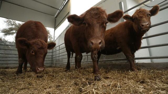 What these red cows from Texas have to do with war and peace in the ...