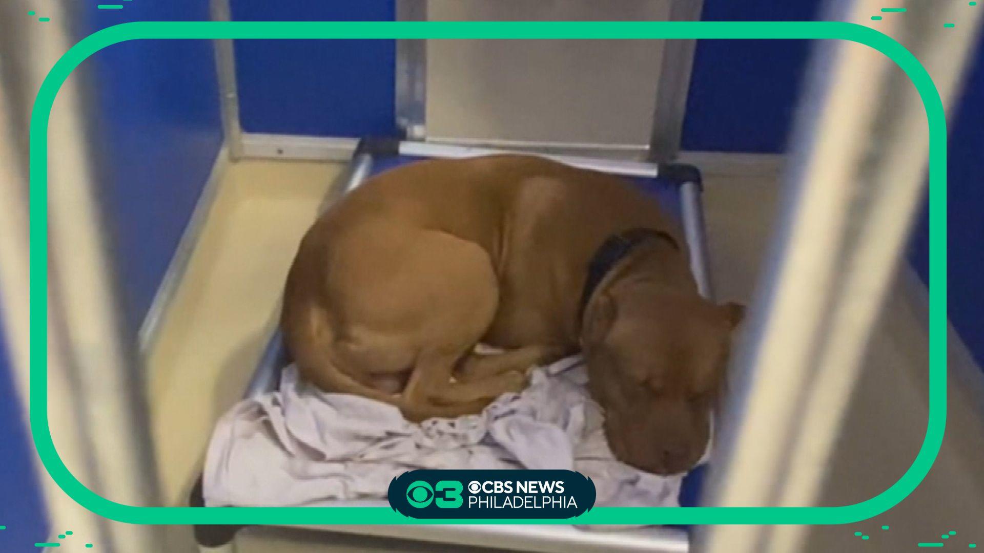 ACCT Philly offering $10 adoptions for dogs 40 pounds and up - CBS ...