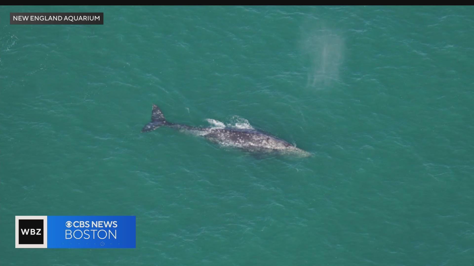 Gray whale, extinct in Atlantic Ocean for 200 years, spotted off ...