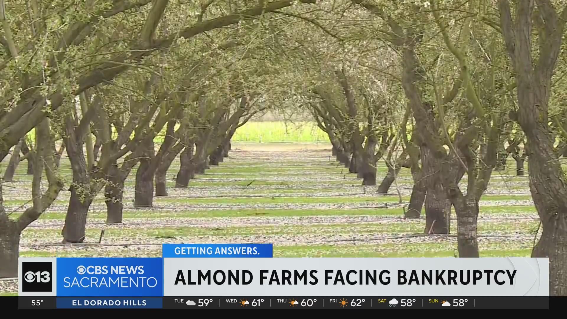 Costs cripple California's leading crop, some almond growers say game ...