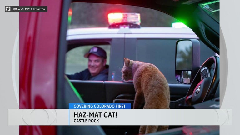 Curious cat tries to help first responders at crash, hazmat spill on I ...