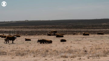 Texas Panhandle wildfires leave "dead animals everywhere" as ...