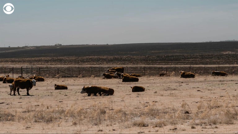 More than 7,000 cows have died in Texas Panhandle wildfires, causing a ...