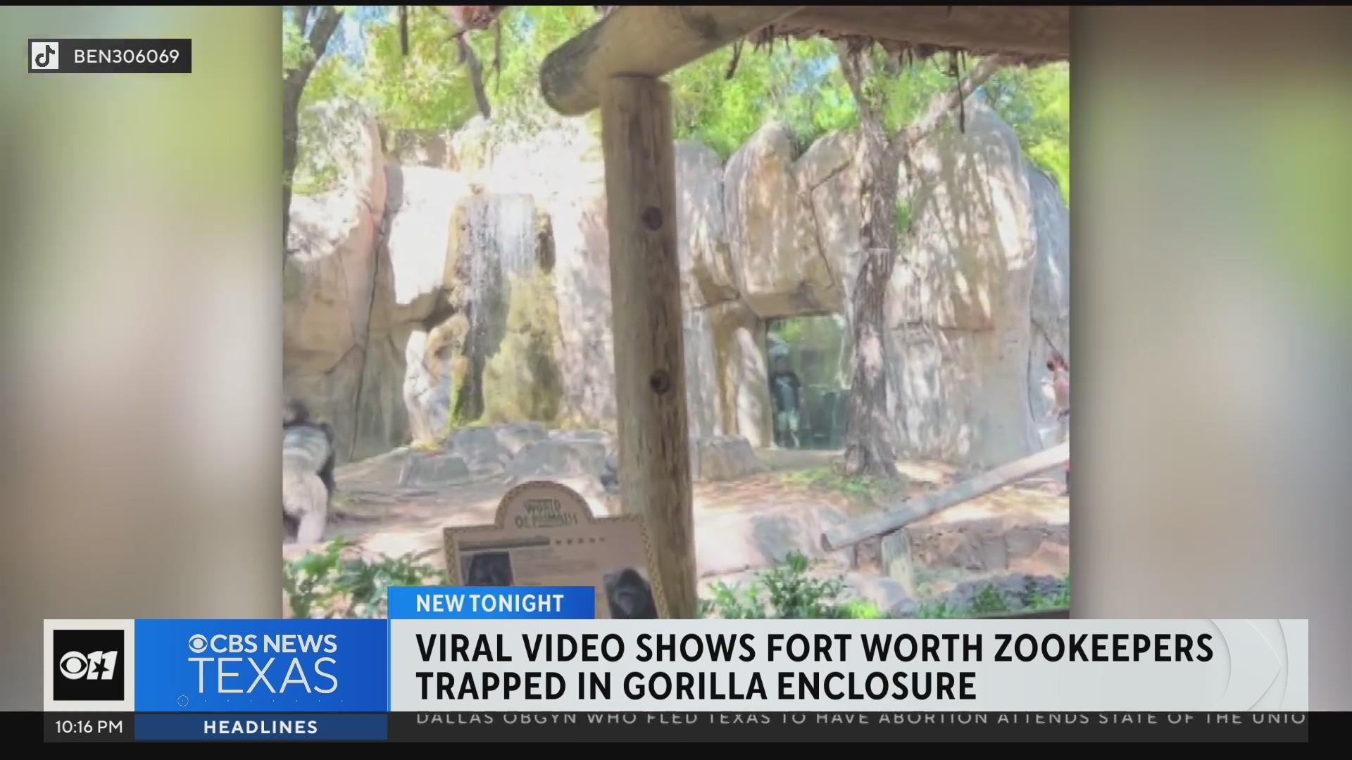 Video of gorilla at Fort Worth Zoo charging workers goes viral - CBS Texas