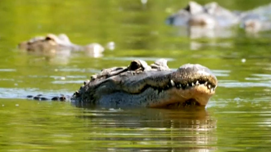 Crocodile kills woman in Indonesia despite coworker's attempt to pull ...