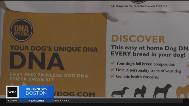 Pet DNA company sends back dog breed results from human sample a second ...