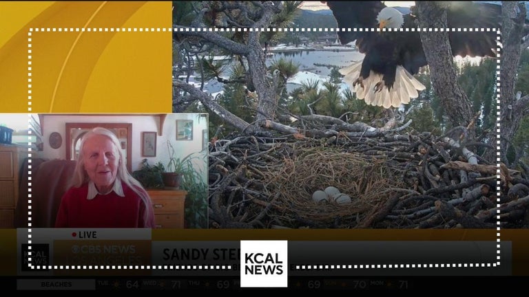Viral bald eagle parents' eggs "unlikely" to hatch – even as they continue taking turns keeping ...