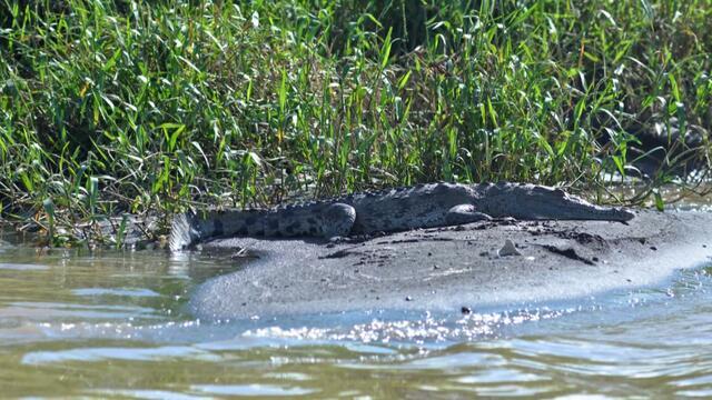 14-foot crocodile that killed girl swimming in Australian creek is shot ...