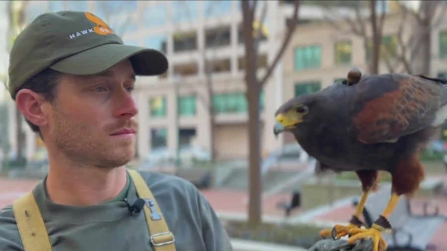 Hawks helping keep Oakland streets safe by dispersing crow roosts - CBS ...
