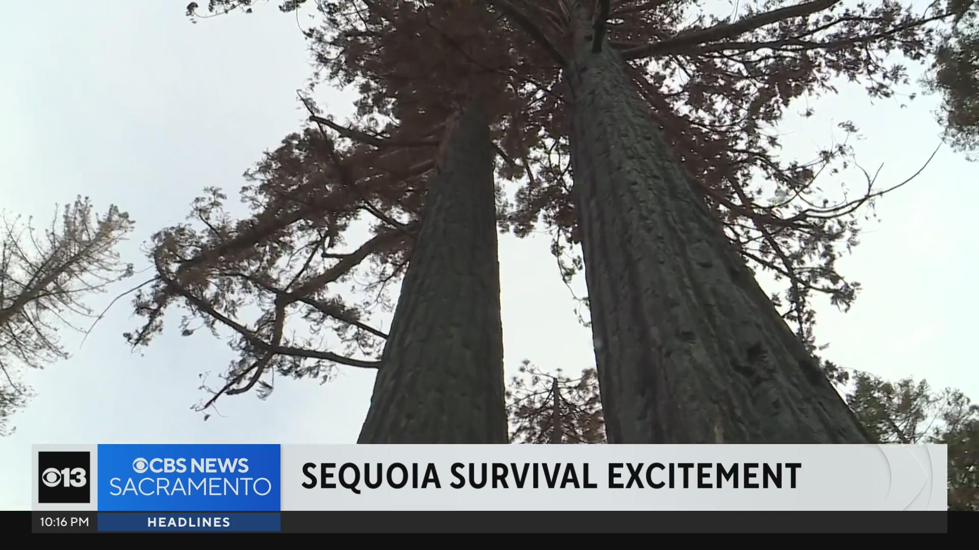 World's largest tree at Sequoia National Park passes health check ...