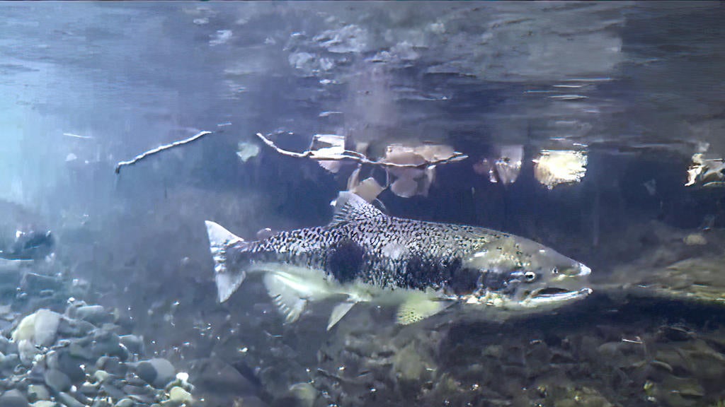 California's salmon strategy includes tribal quest led by the Winnemem ...