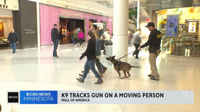Mall of America starts using K-9s to sniff for guns - CBS Minnesota