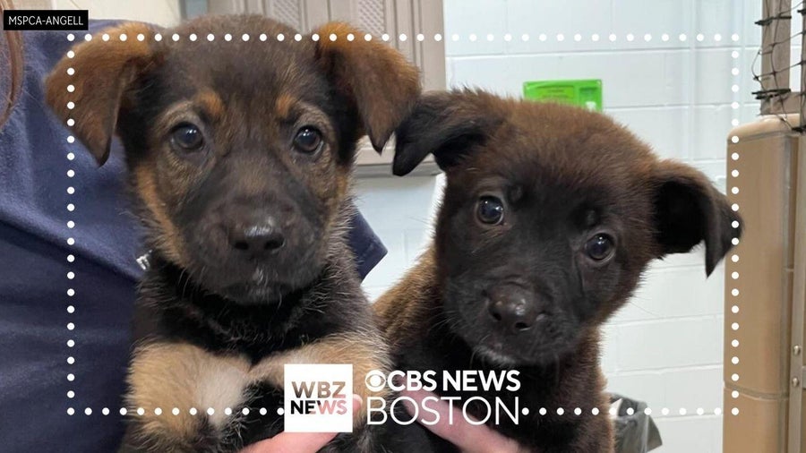 Northeast Animal Shelter in Massachusetts is "overflowing with puppies ...
