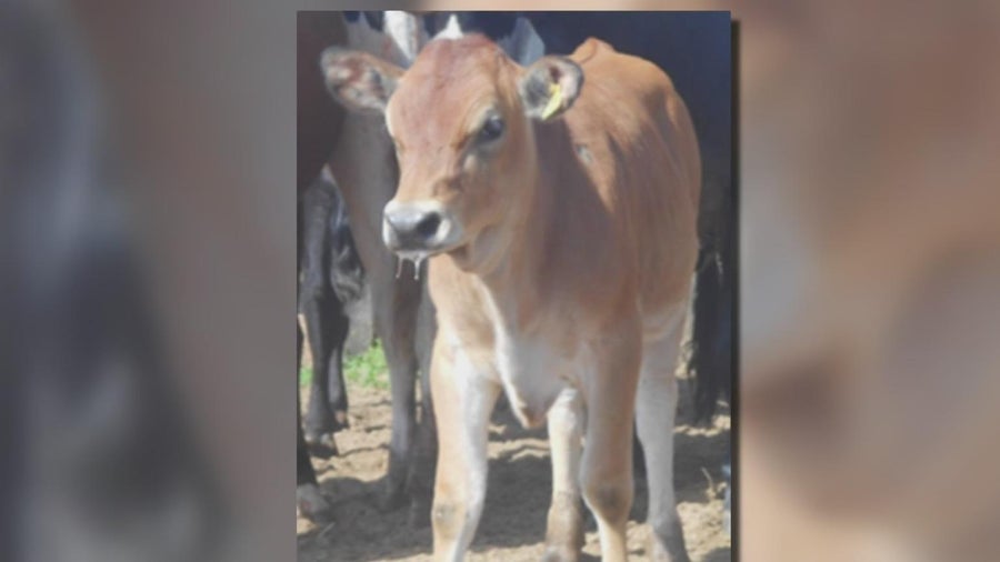 University of Illinois researcher helps create insulin-producing cow ...