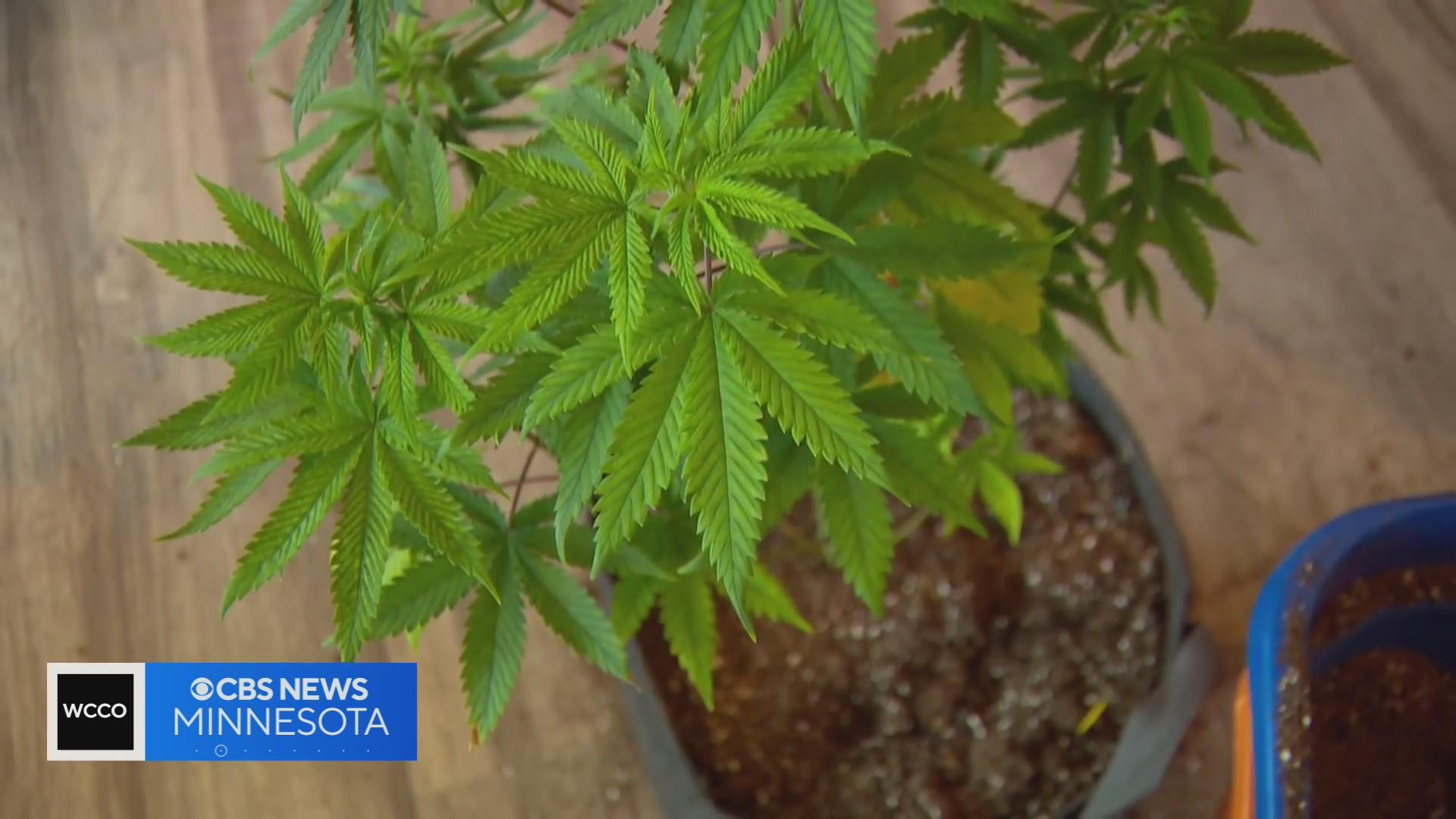 Proposal would double the number of plants medical cannabis patients ...