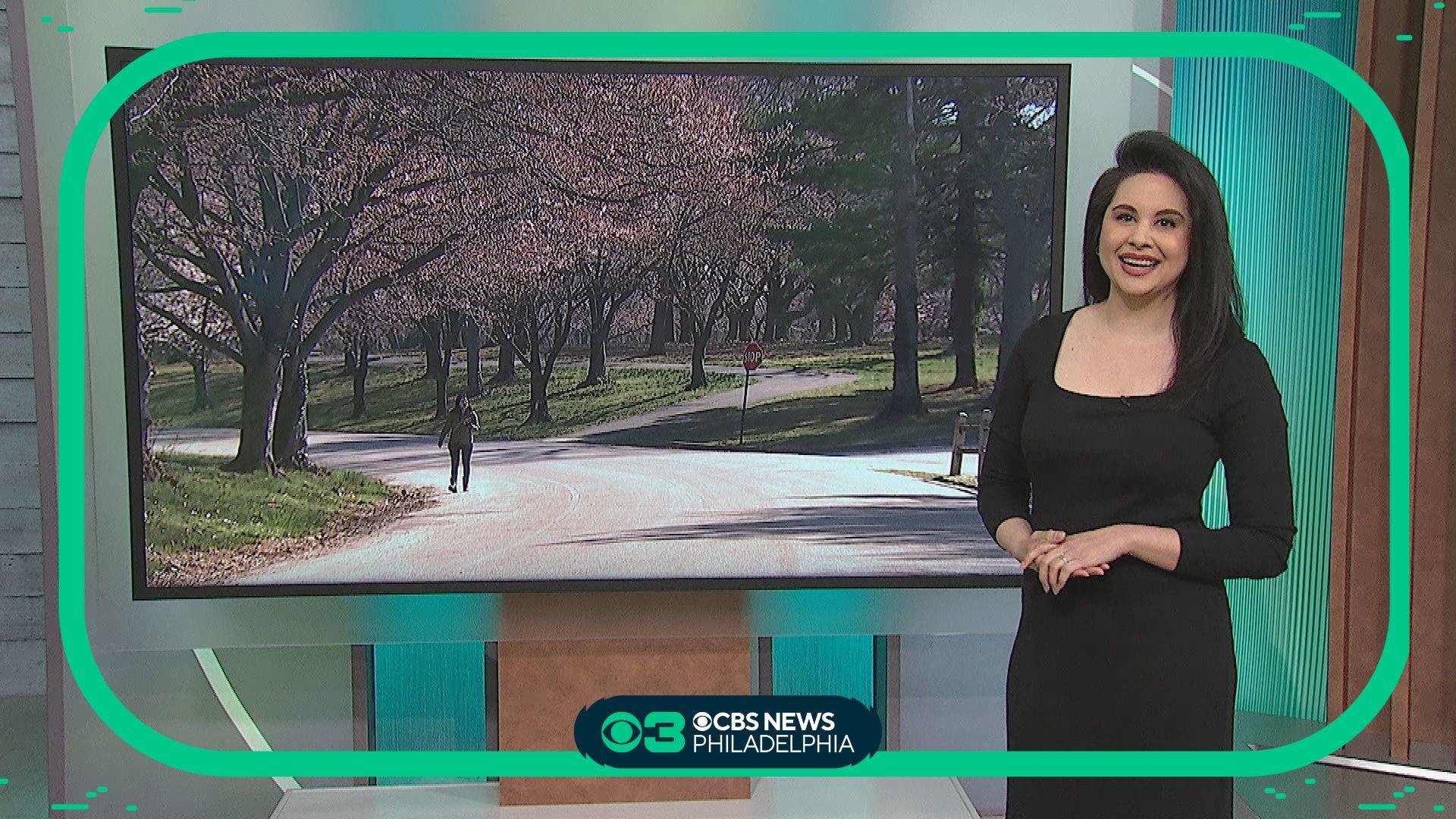 Philadelphia's cherry blossoms reaching peak bloom earlier than usual ...
