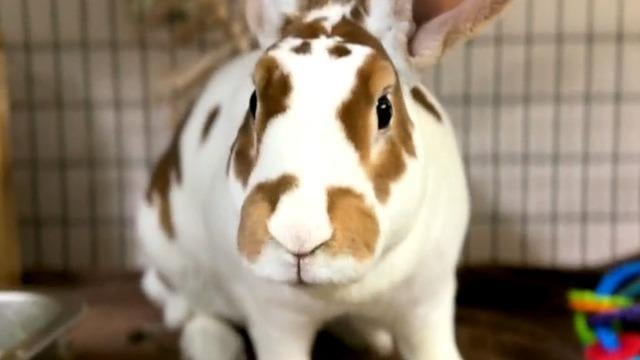 More than 100 rabbits rescued from Tennessee home - CBS News