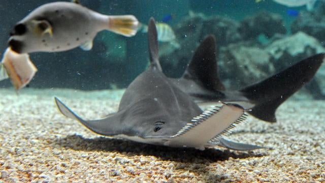 6 endangered Mekong giant catfish — one of the world's largest and ...