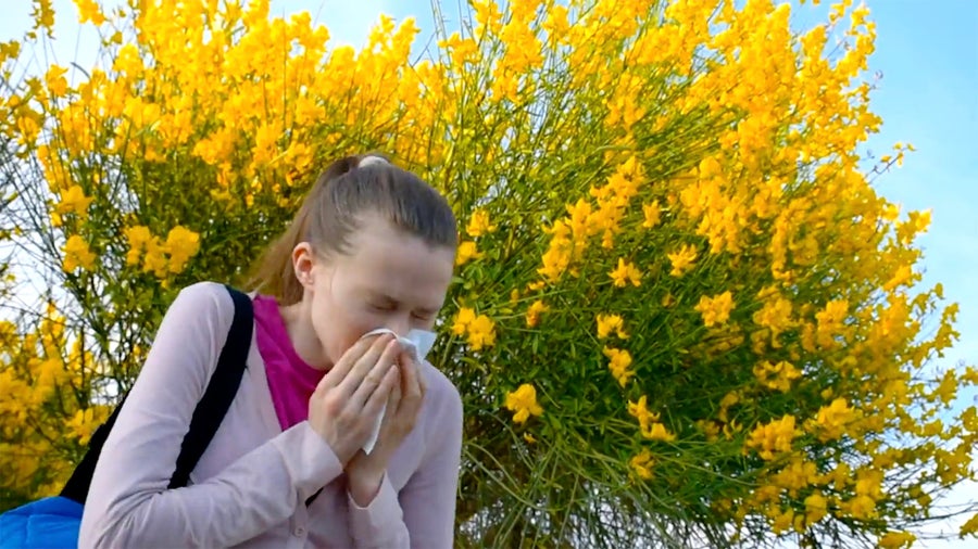 Many allergy sufferers rely on pollen counts to avoid the worst, but ...
