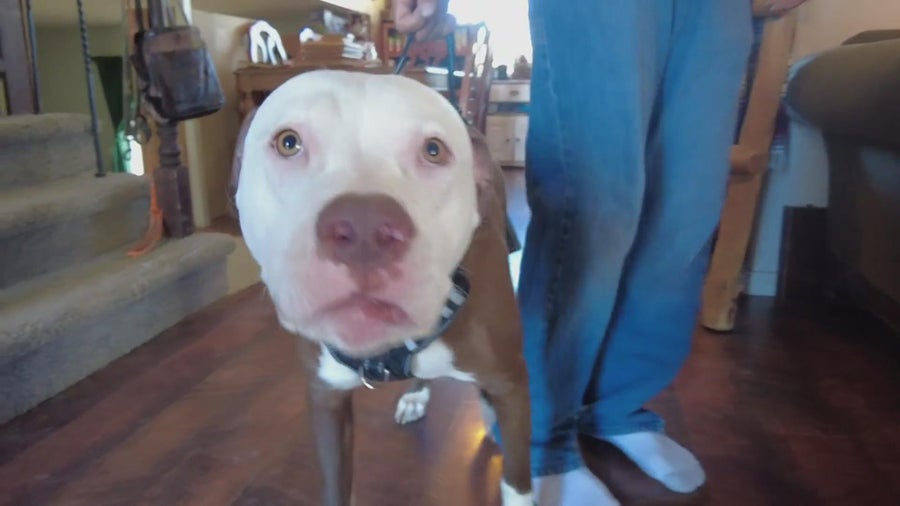 Colorado judge reinstates Aurora's ban on pit bulls - CBS Colorado