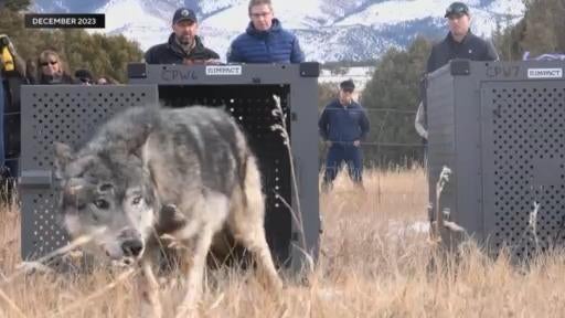 Calf killed by gray wolf on Grand County landowner's property, Colorado ...
