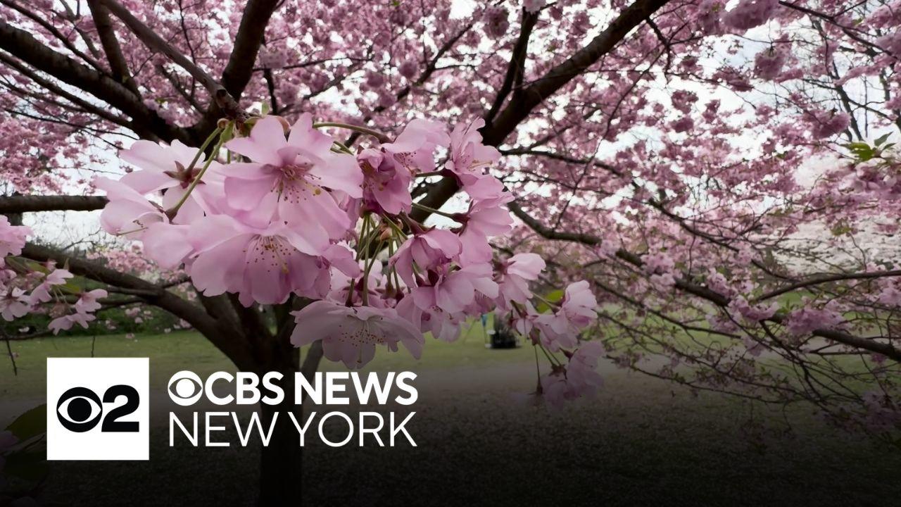 Branch Brook Park is the best place to view cherry blossoms in New Jersey - CBS New York
