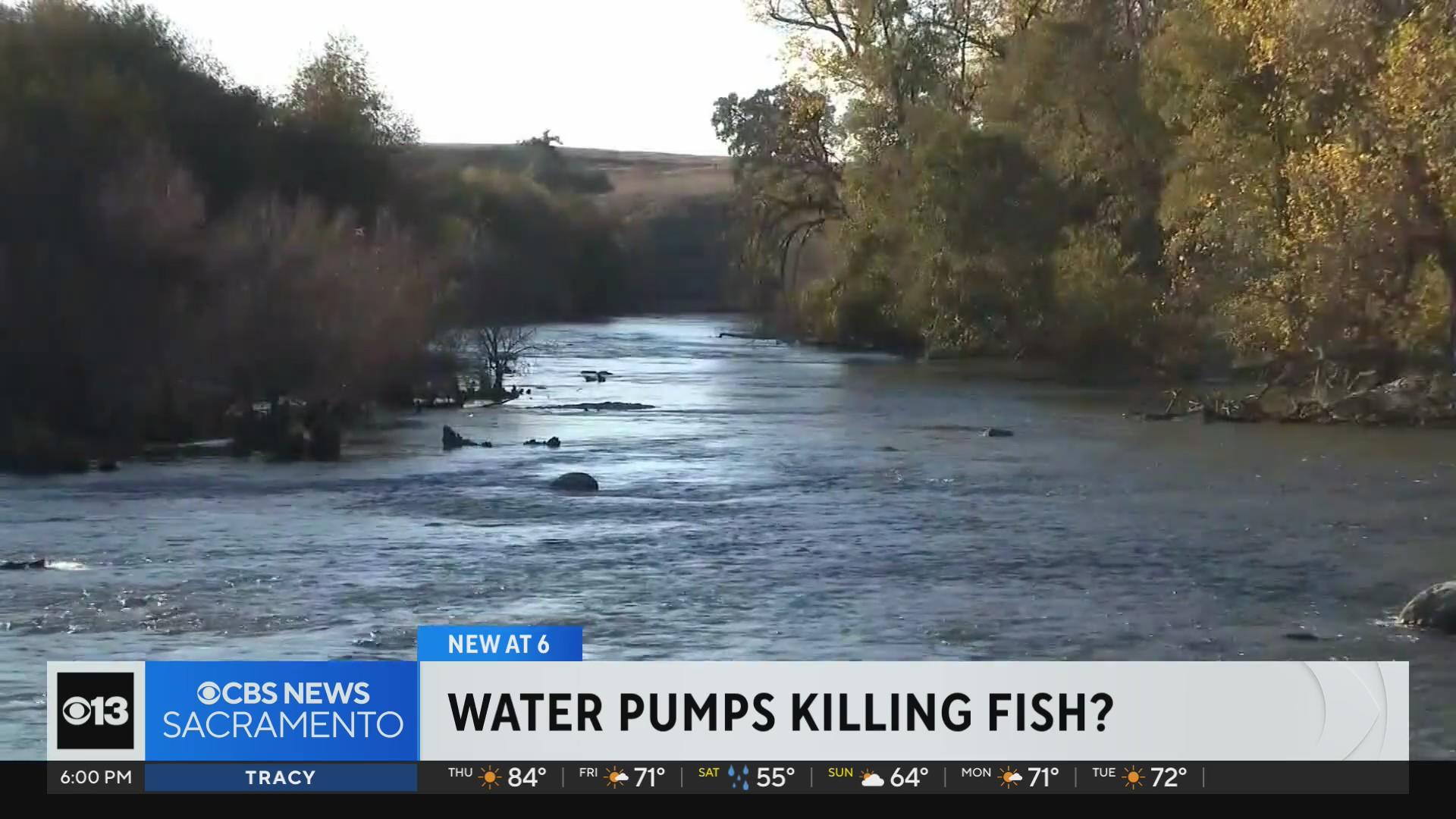 Are California water pumps putting endangered fish species at risk of ...