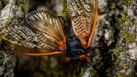 Will the cicadas be in Minnesota this year? Where you can see the 2024 ...
