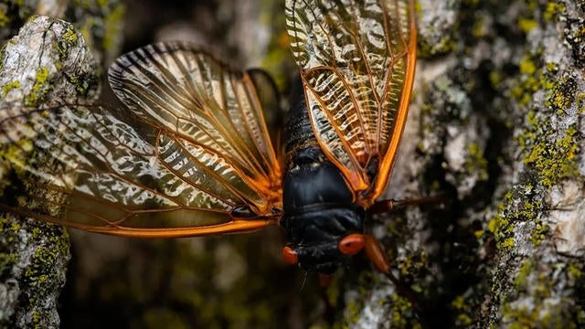 Will the cicadas be in Minnesota this year? Where you can see the 2024 ...
