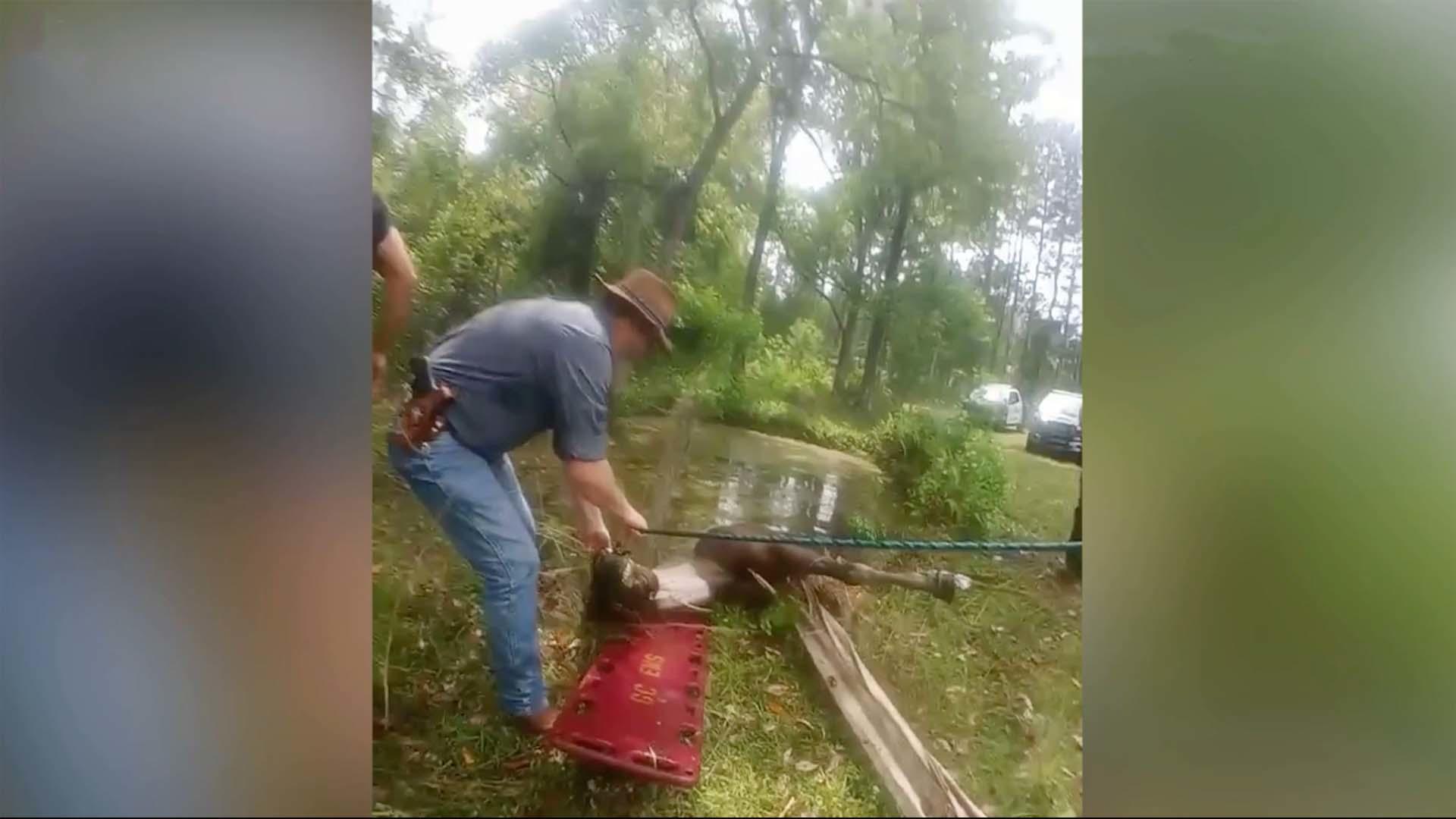 Dramatic video shows "drowning and exhausted" horse being rescued from ...