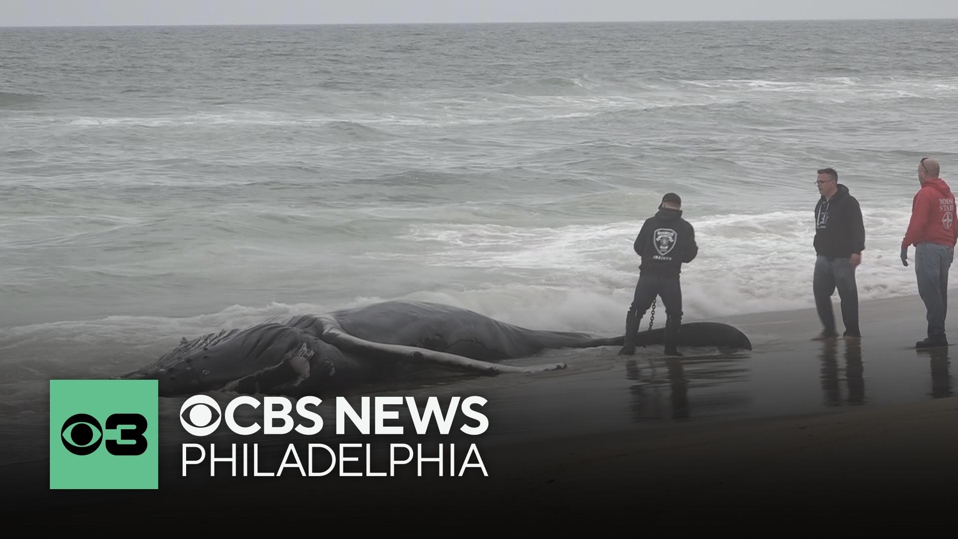Whale found dead on NJ's Long Beach Island had blunt force trauma, was ...